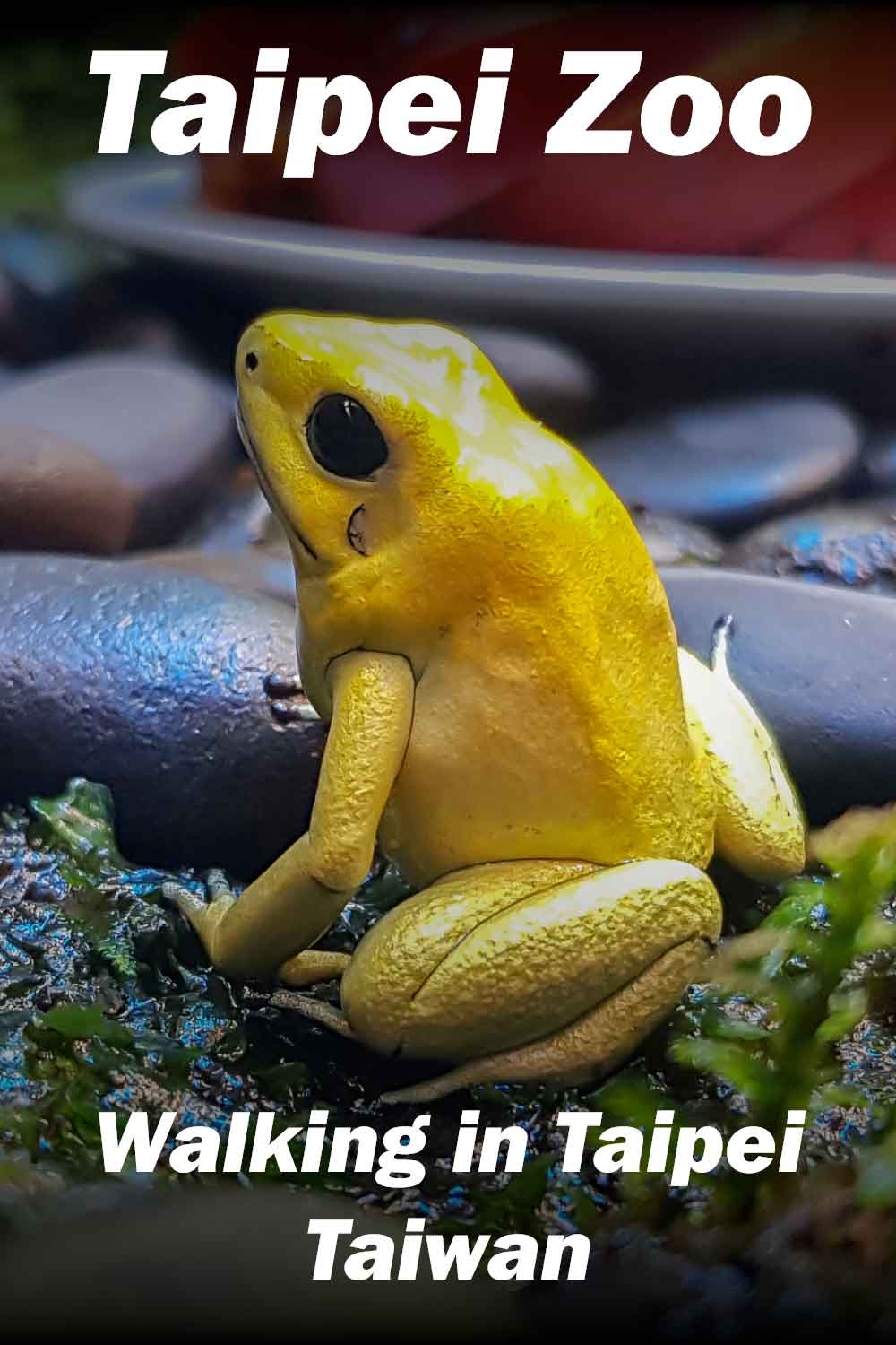 A Walk with the Animals and Insects of Taipei Zoo, Taipei, Taiwan