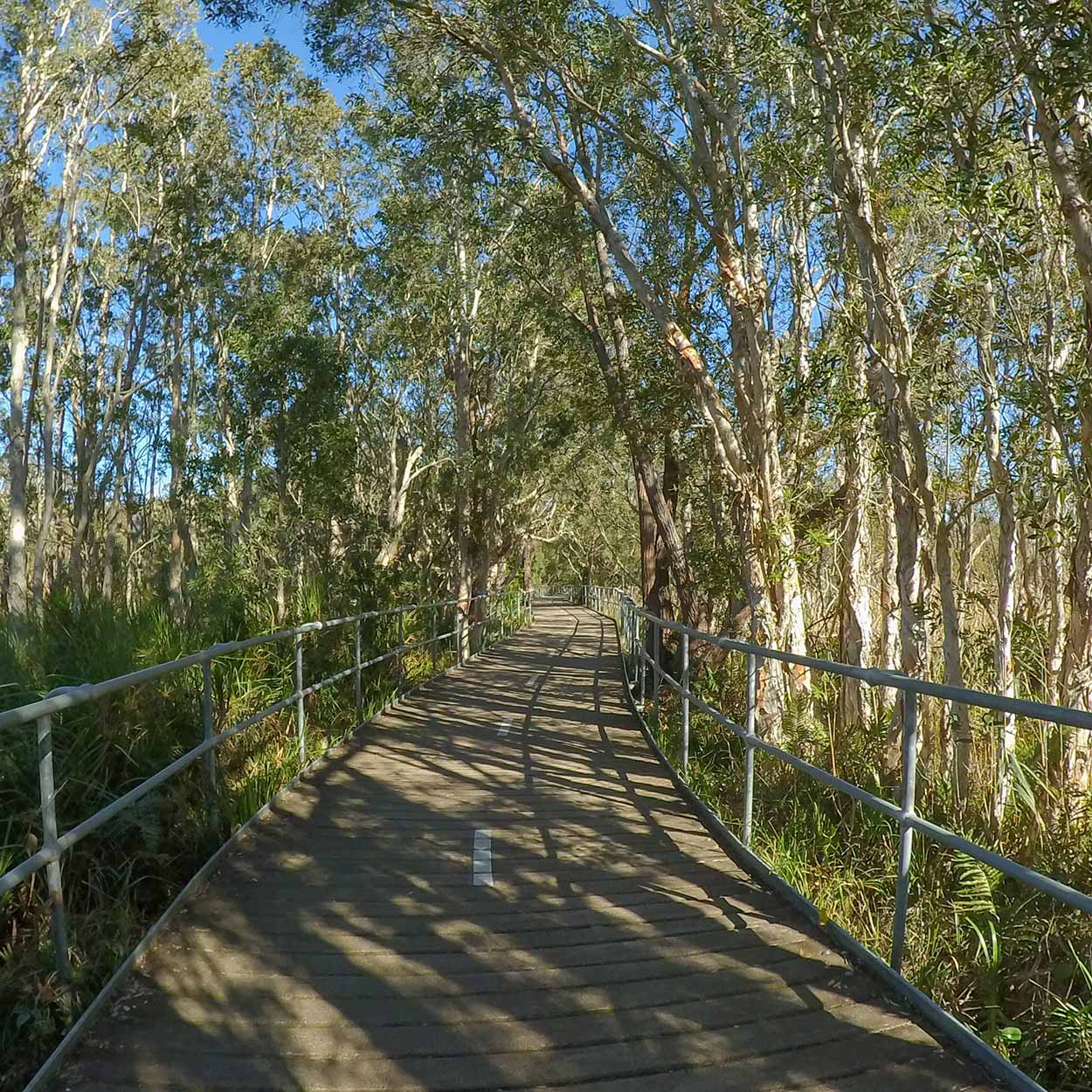 Fernleigh Track and Wildflower Walk Loop at Belmont Wetlands State Park ...