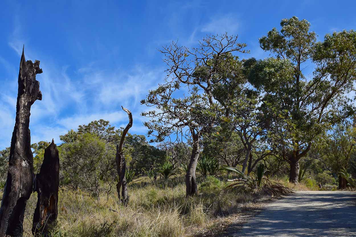 Walking Around in Circles at Bold Park, Perth, Australia