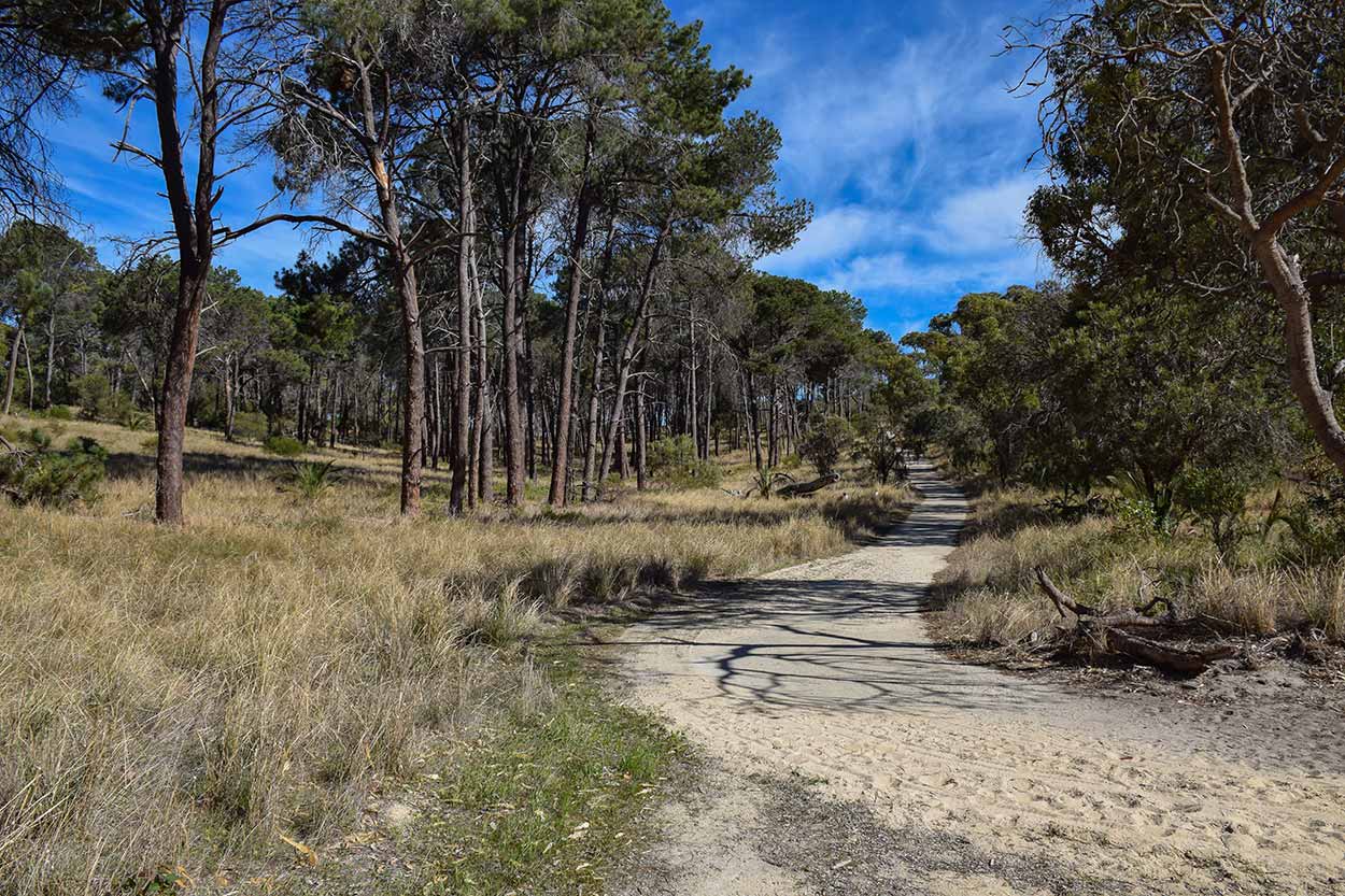 Pine trees: A photograph from Bold Park, Perth, Australia