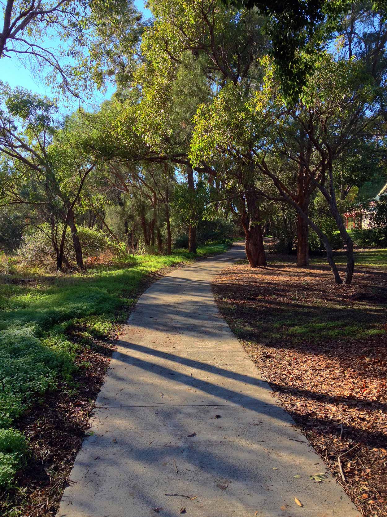 A path in the Kings Park bushland near Kulunga Grove: A photograph from ...