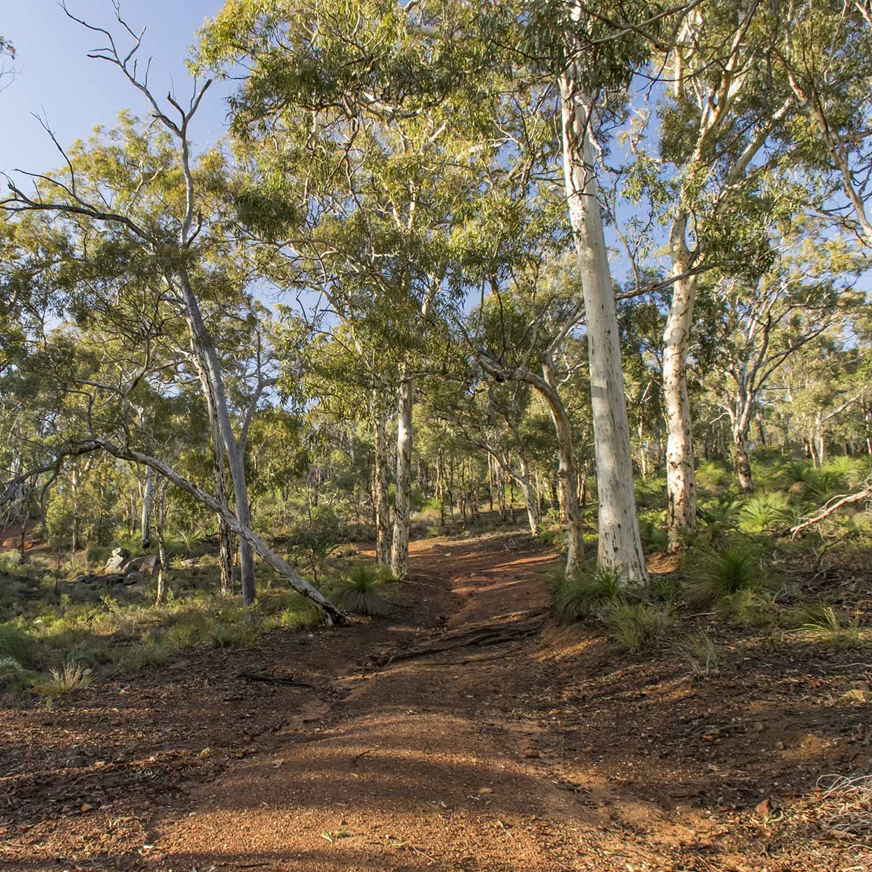 Lion's Lookout Walk, Perth, Australia