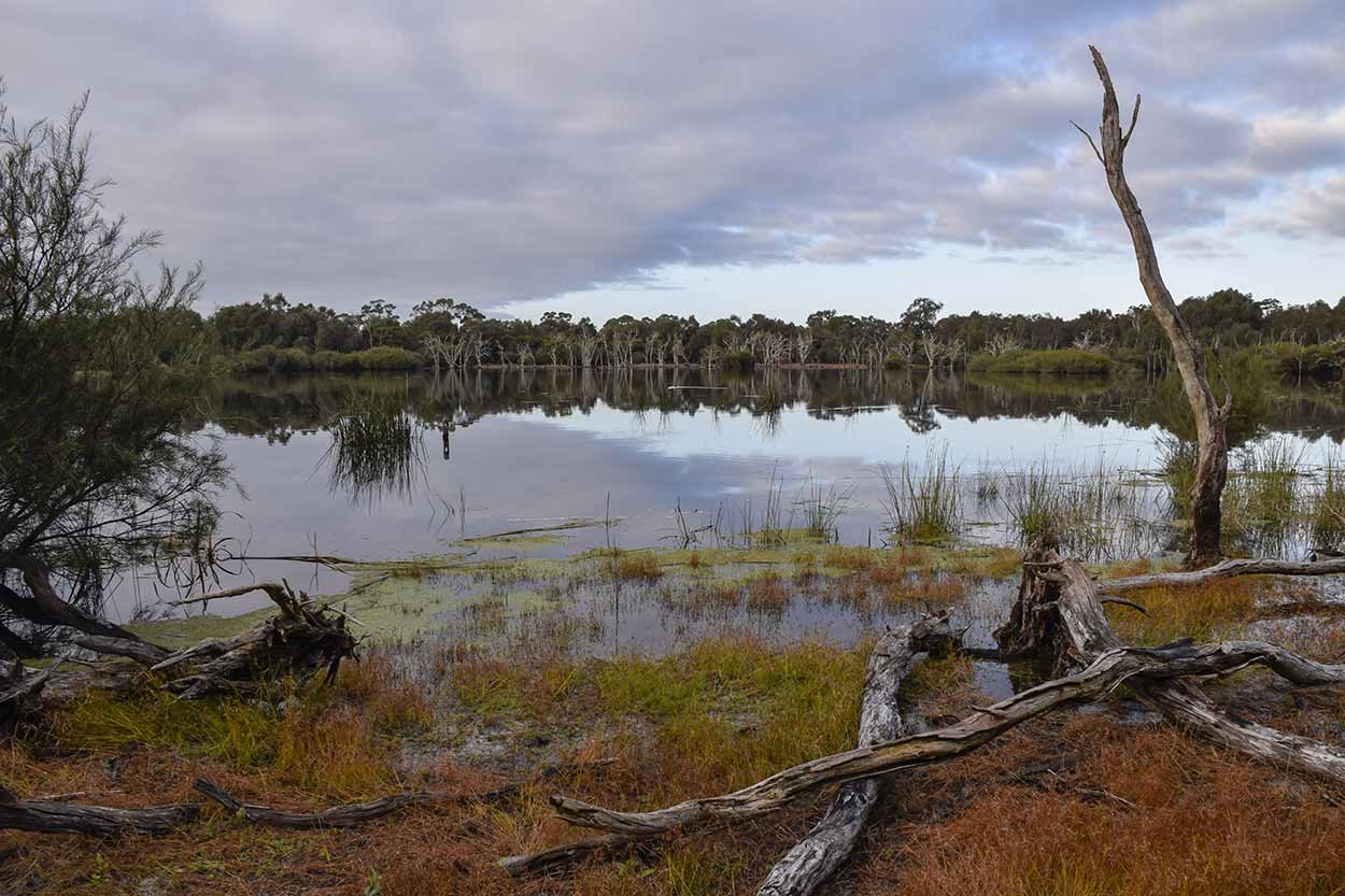 A Hike from Little Rush Lake to Thomsons Lake in Beeliar Regional Park ...