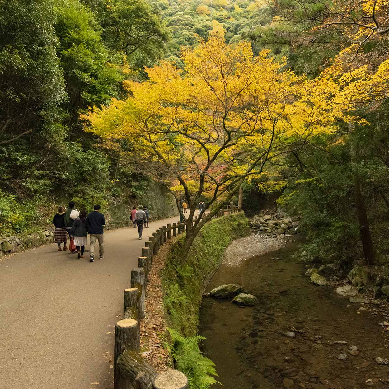 A Walk Along the Minoo River in Minoo Park, Osaka, Japan