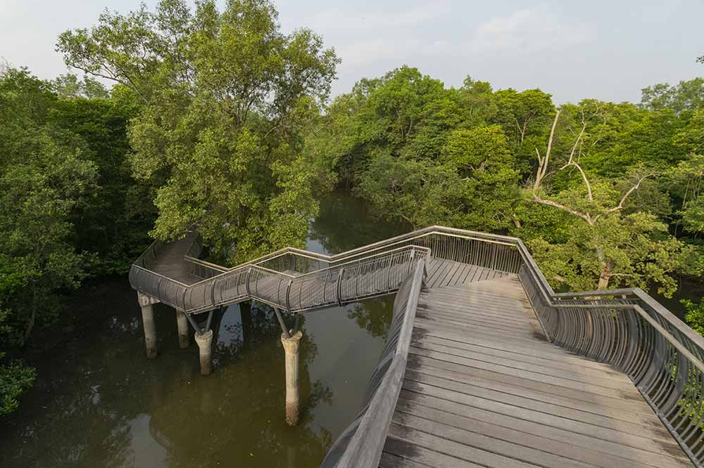 Boardwalk above the mangroves near the Kingfisher Pod: A photograph ...