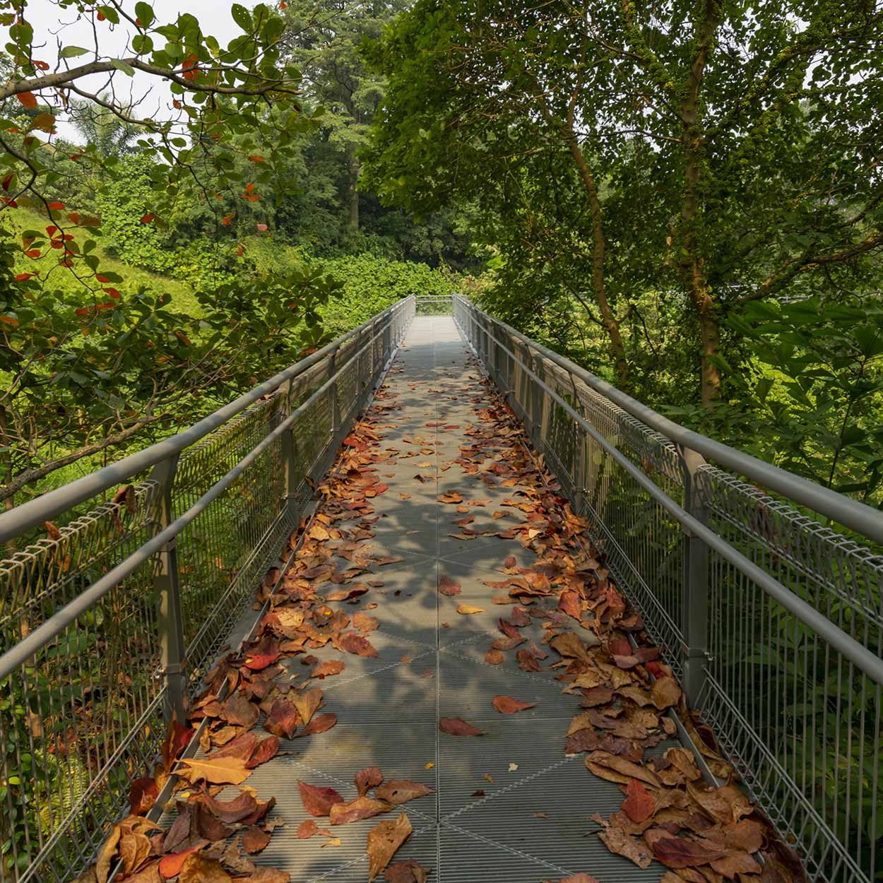 Exploring the Southern Ridges Walking Trail, Singapore