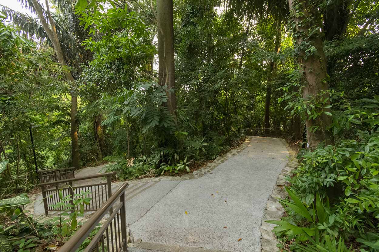 Walking the Marang Trail: A photograph from Southern Ridges, Singapore ...