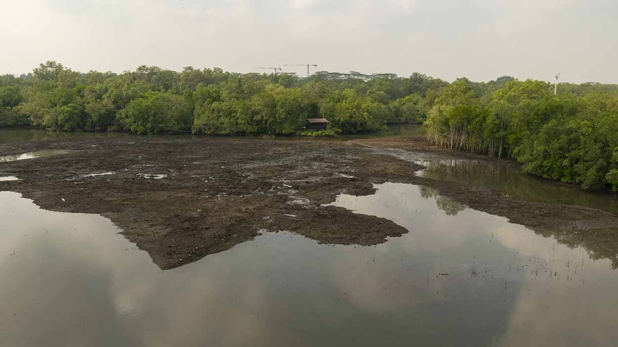 Sungei Buloh Wetland Reserve, Singapore